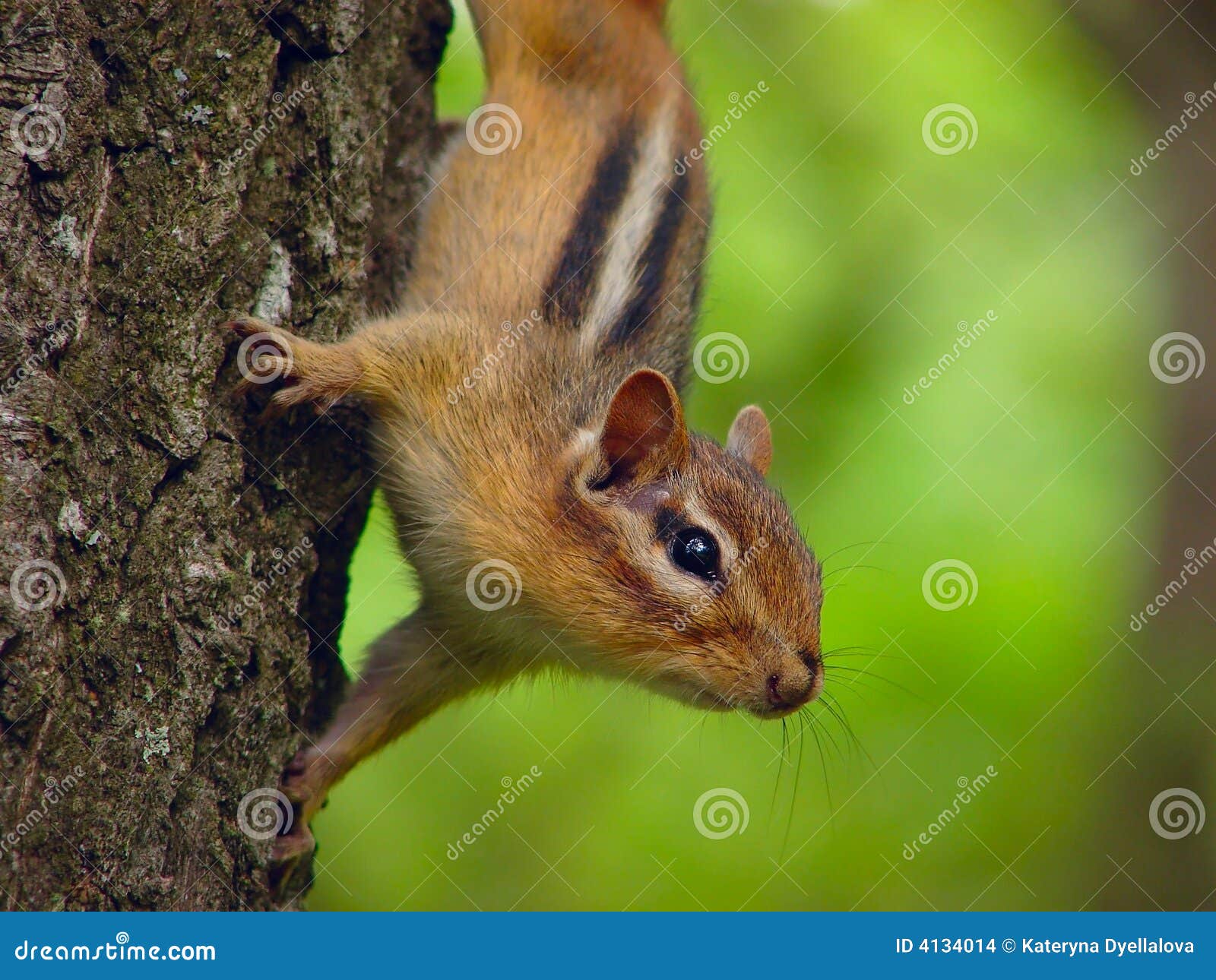 Curious Chipmunk stock photo. Image of squirrel, tree - 4134014