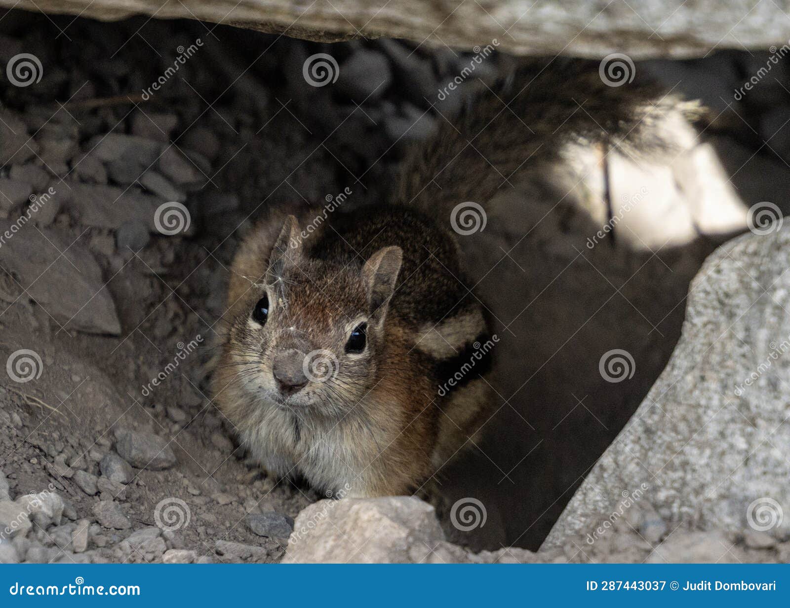 Curious chipmunk stock image. Image of hair, nose, looking - 287443037