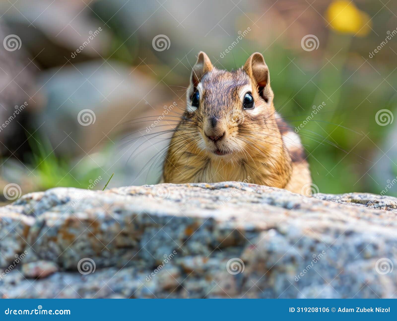 Peeking Chipmunk - Funny Wild Animal Peeking Out - Face Head Isolated ...