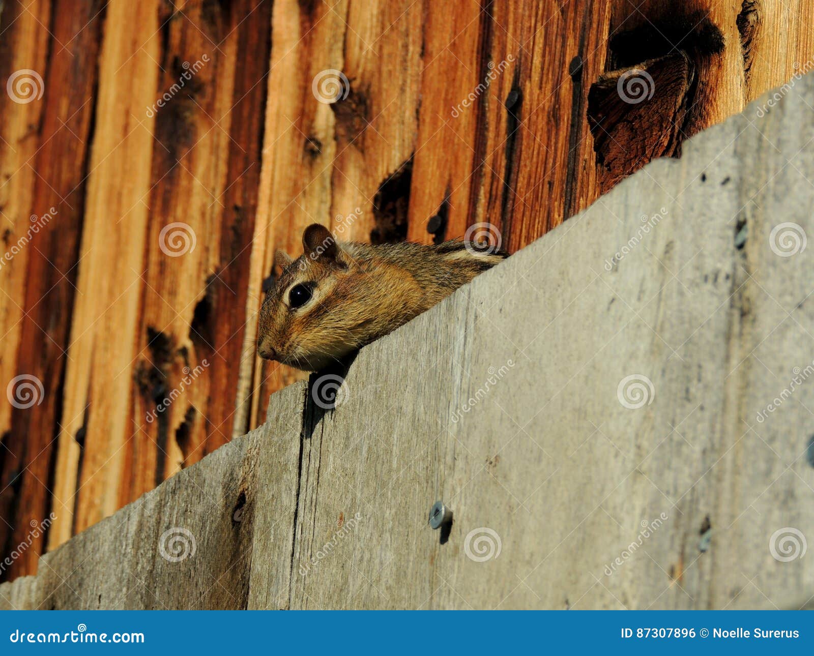 Curious Chipmunk stock photo. Image of curious, chipmunk - 87307896