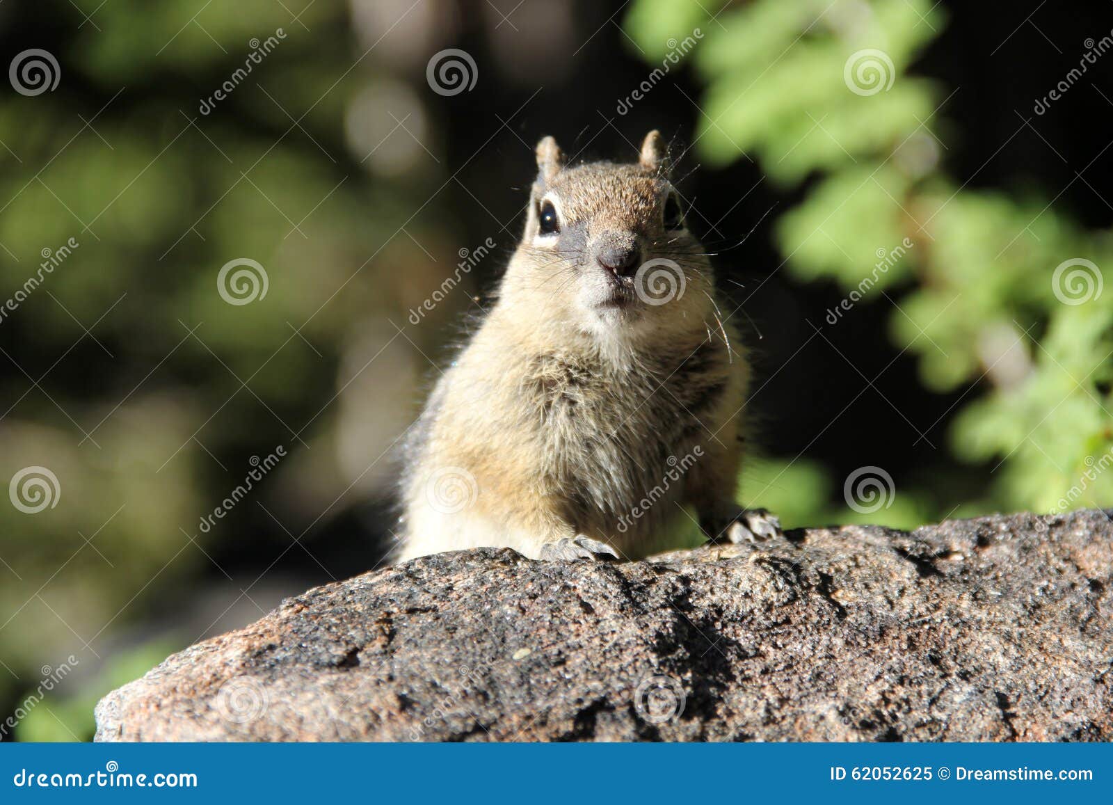 Curious Chipmunk stock image. Image of park, level, elevation - 62052625