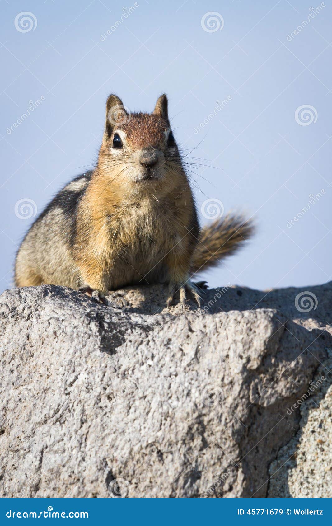 Curious chipmunk stock image. Image of habitat, peace - 45771679