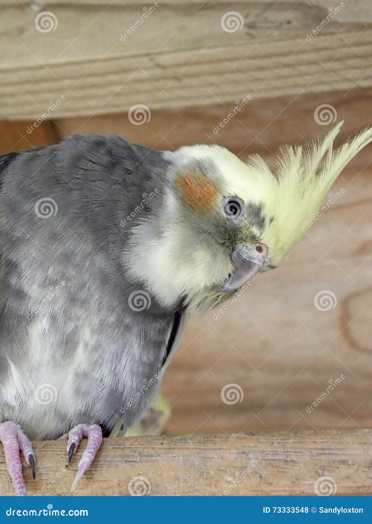 Curious Cockatiel stock photo. Image of aviary, southern - 73333548