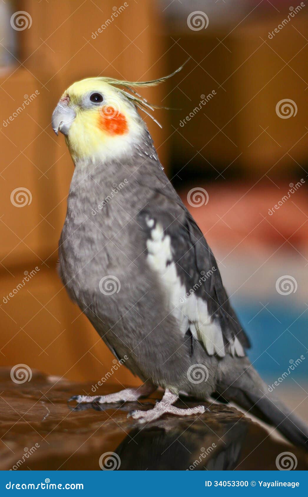 Curious Cockatiel stock photo. Image of bright, tiel - 34053300