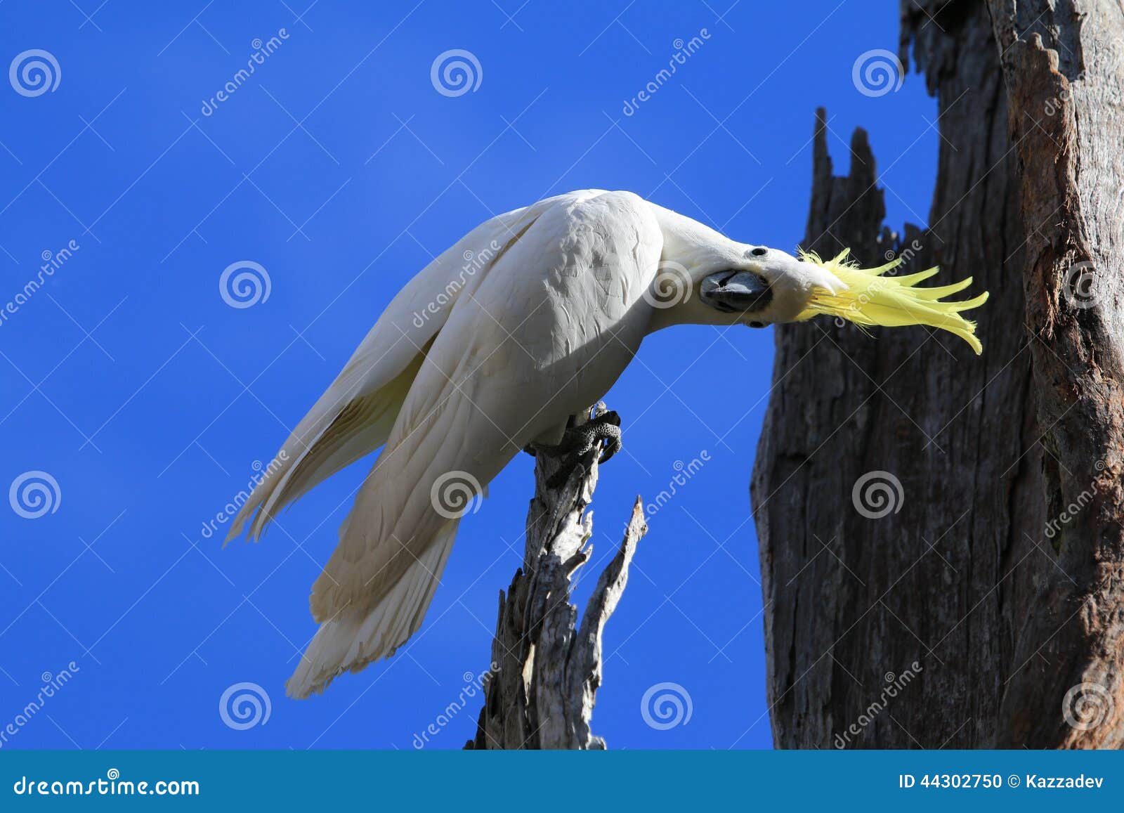 Curious Cockatoo stock photo. Image of curious, sulphur - 44302750