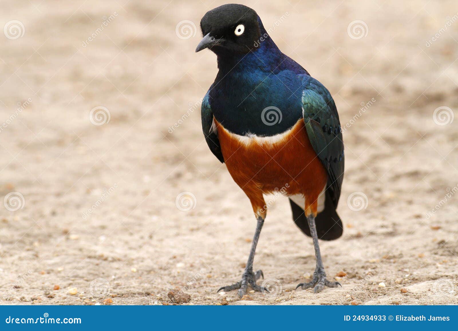 Curious colourful starling stock image. Image of superb - 24934933