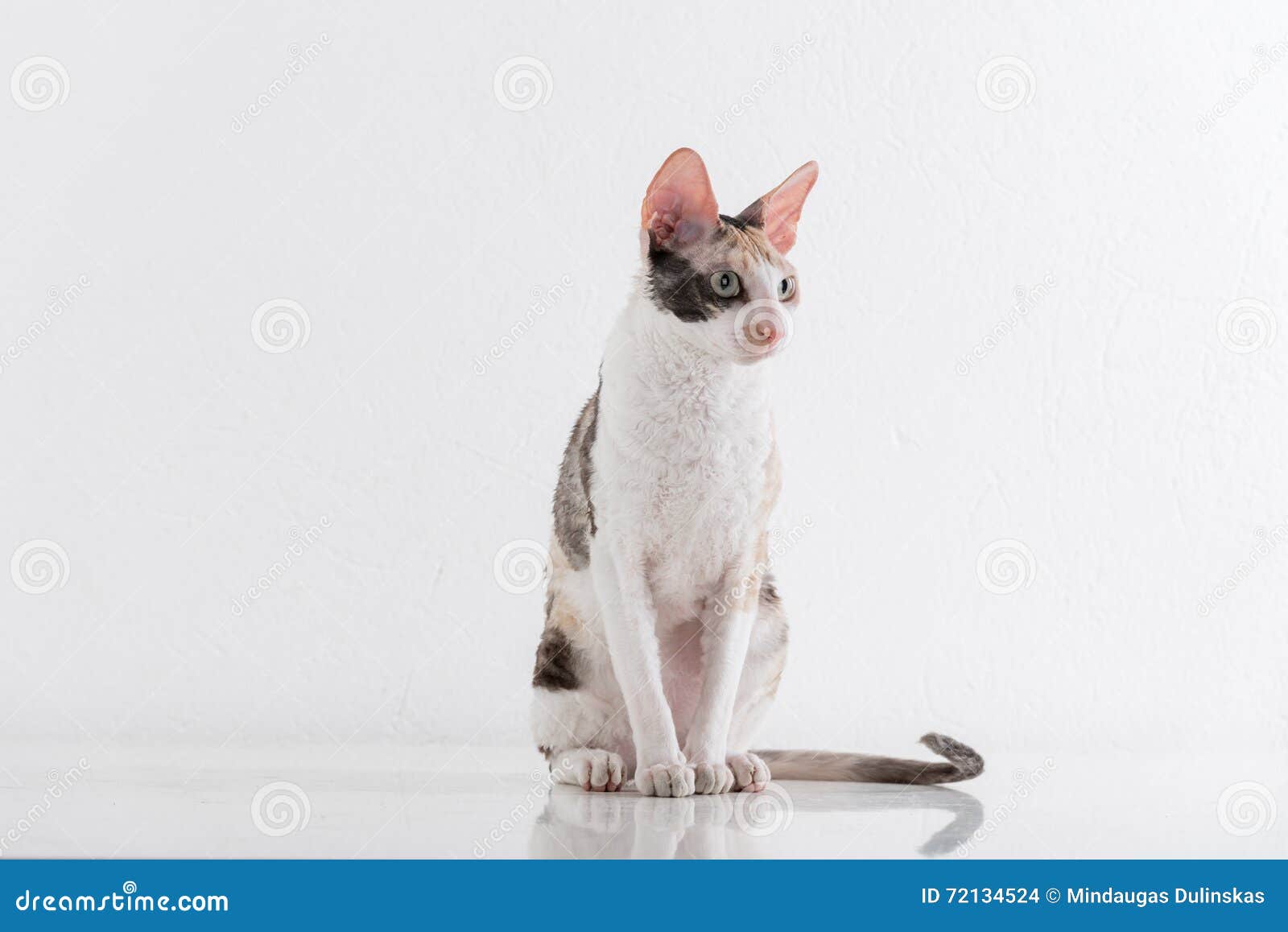 Curious Cornish Rex Cat Sitting In The Box On The White Table With ...