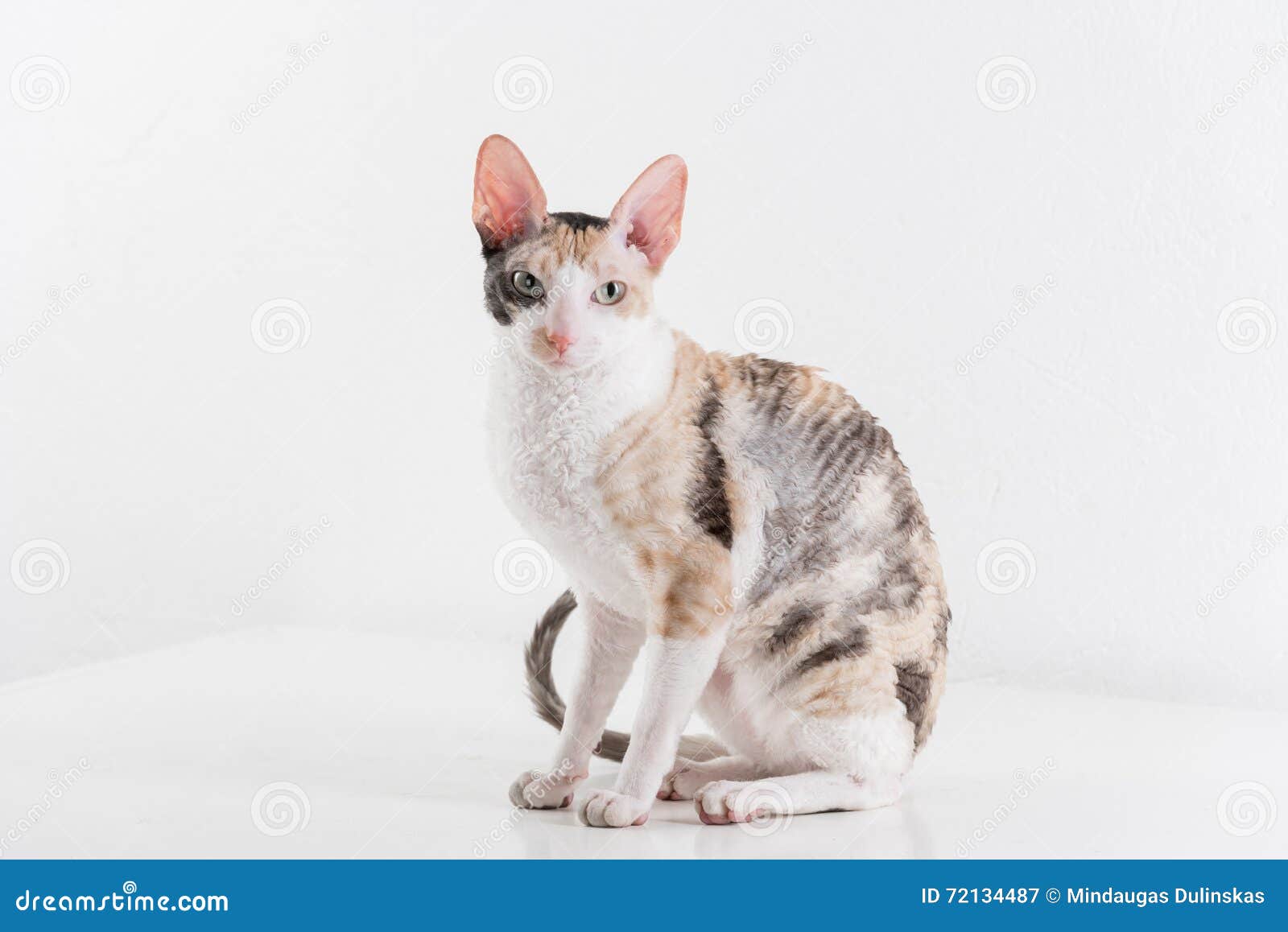 Curious Cornish Rex Cat Sitting On The White Desk. White Background ...