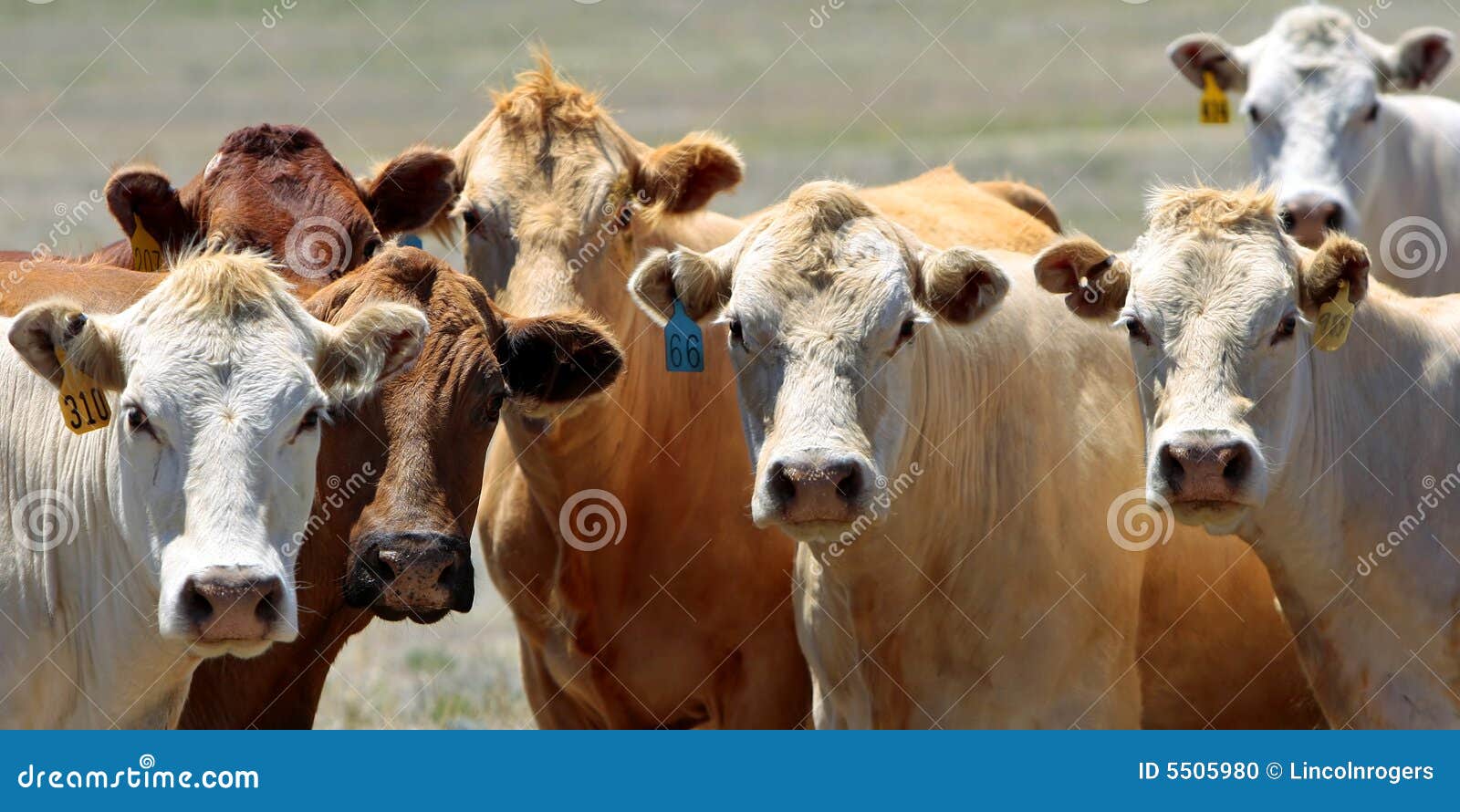 Curious Country Cows - Gang of Seven Stock Photo - Image of field ...