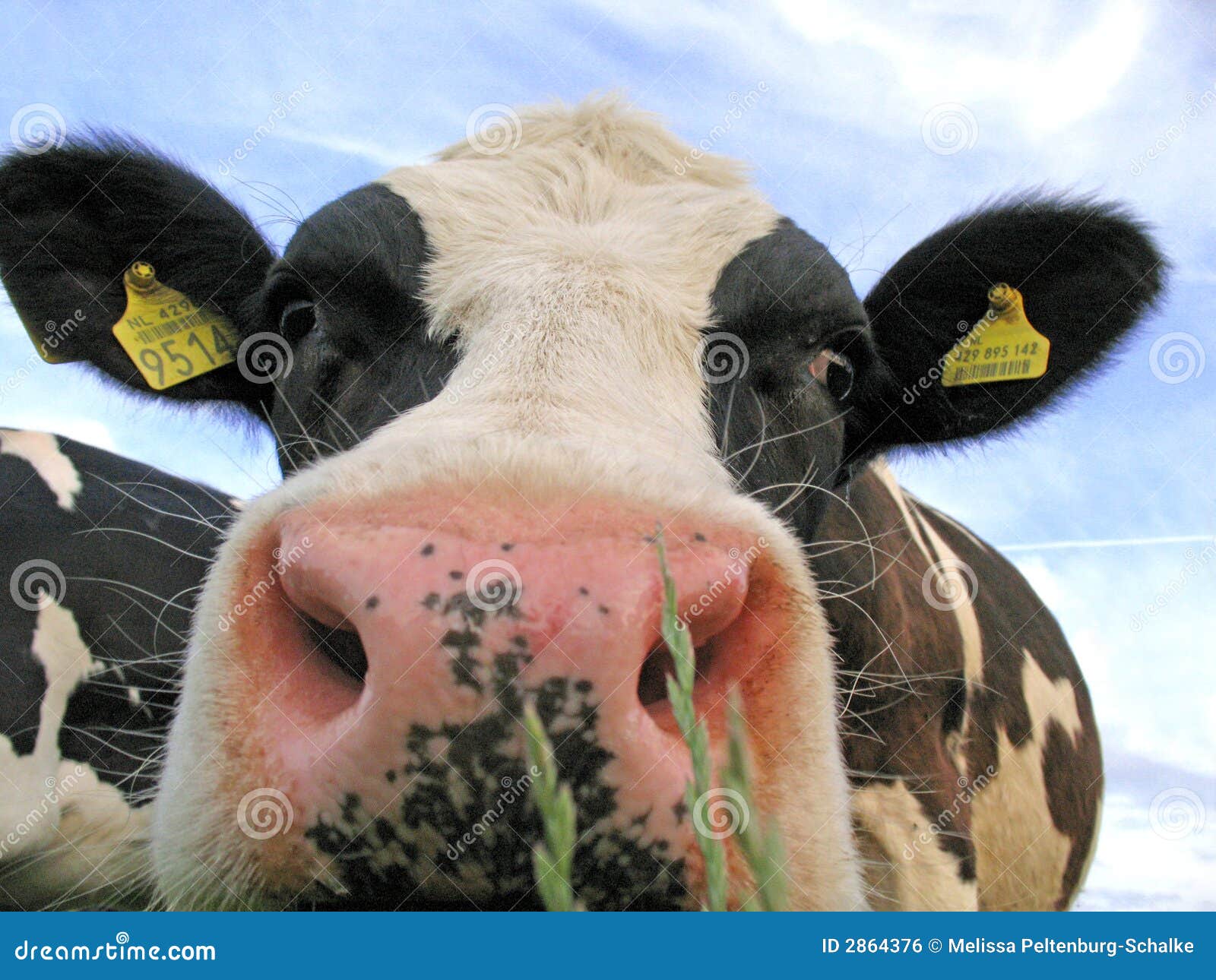 Curious cow stock photo. Image of clouds, agriculture - 2864376
