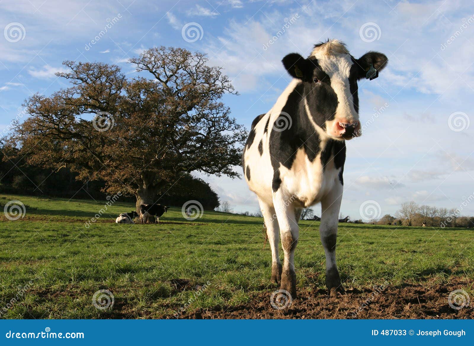 Curious Cow stock image. Image of head, looking, dairy - 487033
