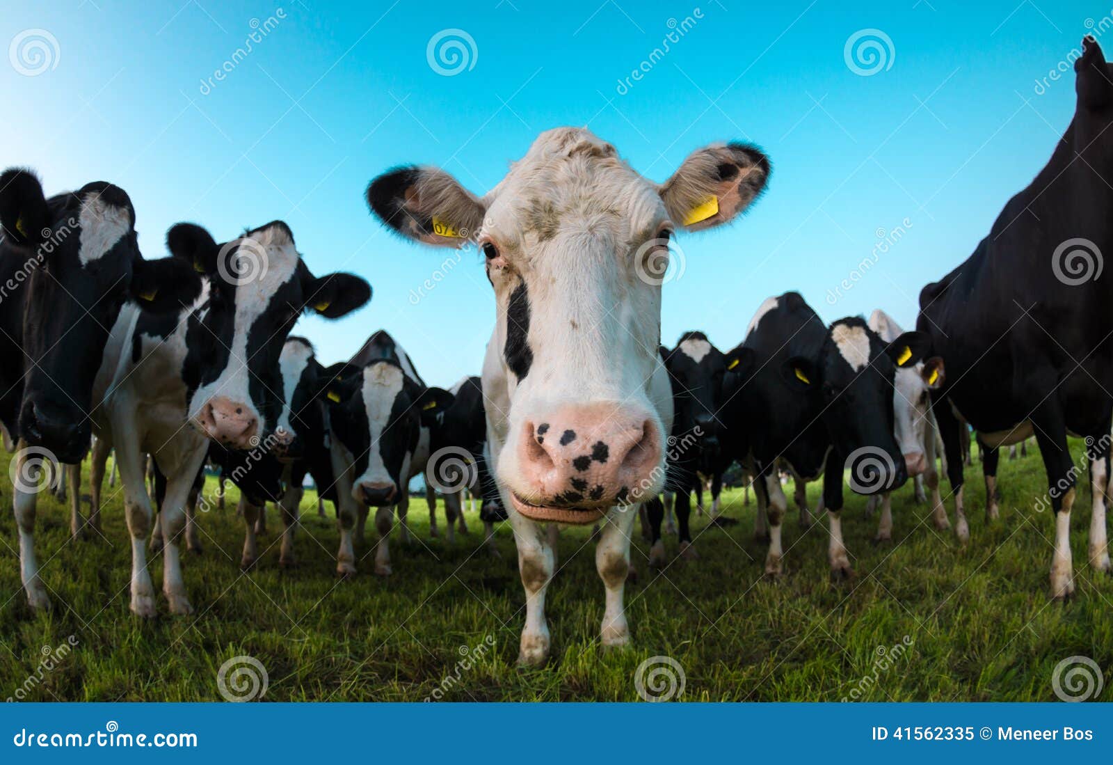 Curious Cow Looking in Camera Stock Image - Image of spring, cattle ...