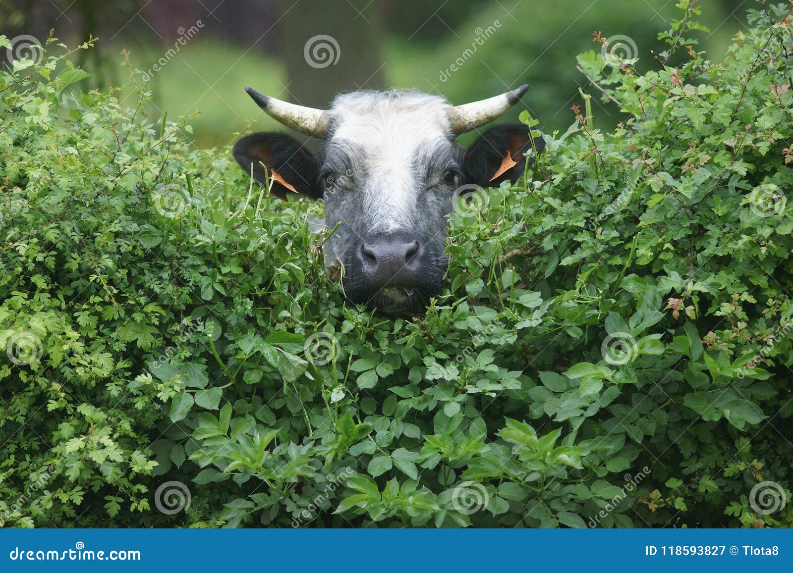 Curious Cow Looking Over a Hedge Stock Image - Image of farm, leafs ...