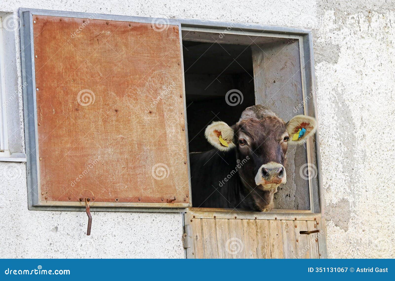 A Curious Cow Looks Out of the Window of Her Barn Stock Image - Image ...