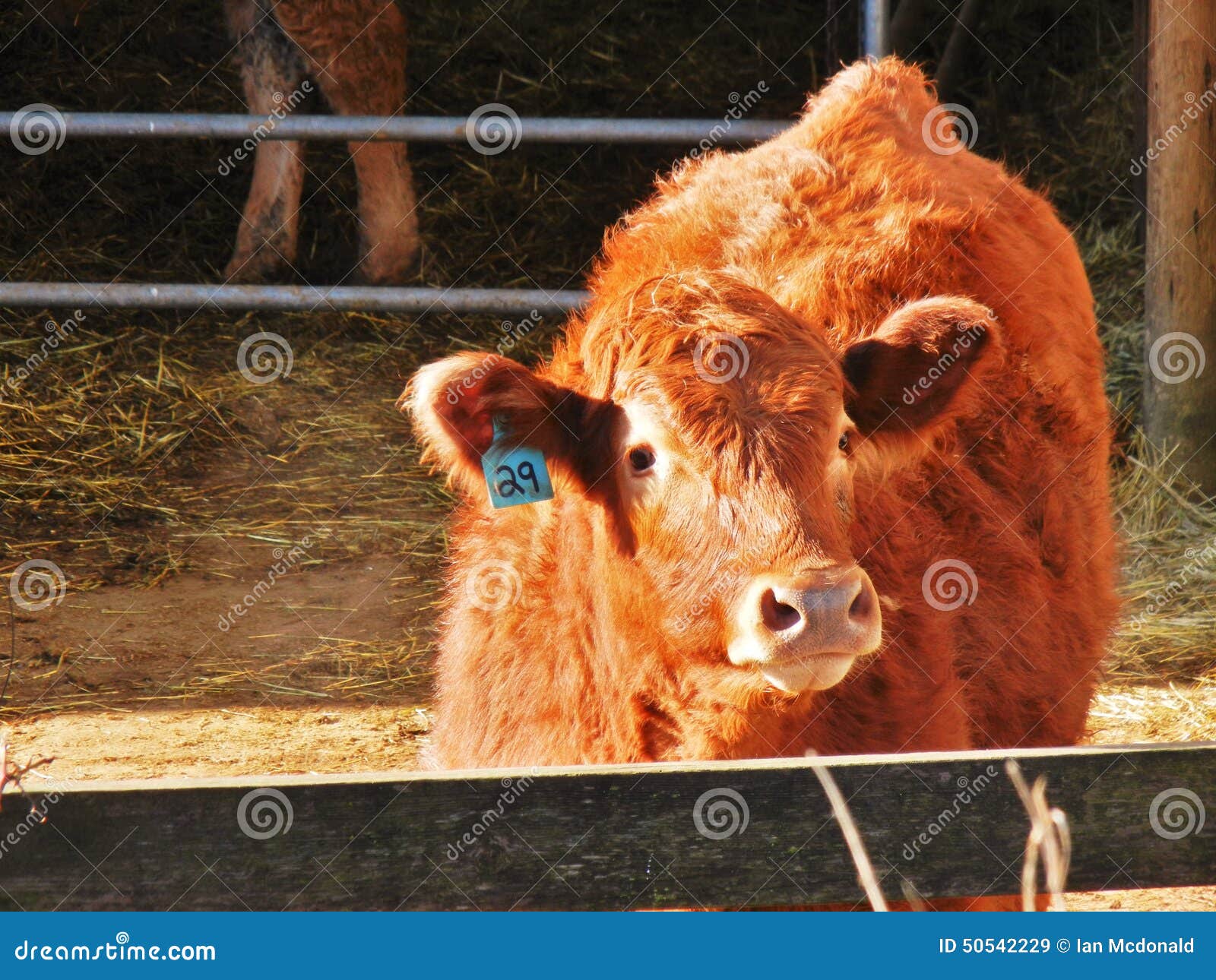 Curious Cow stock image. Image of herd, beef, calf, cows - 50542229