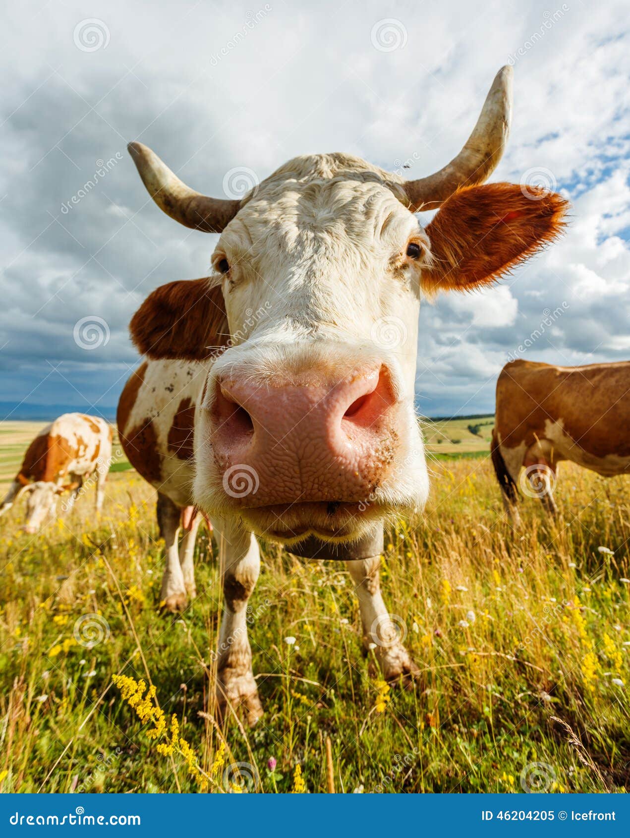 Curious cow sniffing stock image. Image of beef, meadow - 46204205