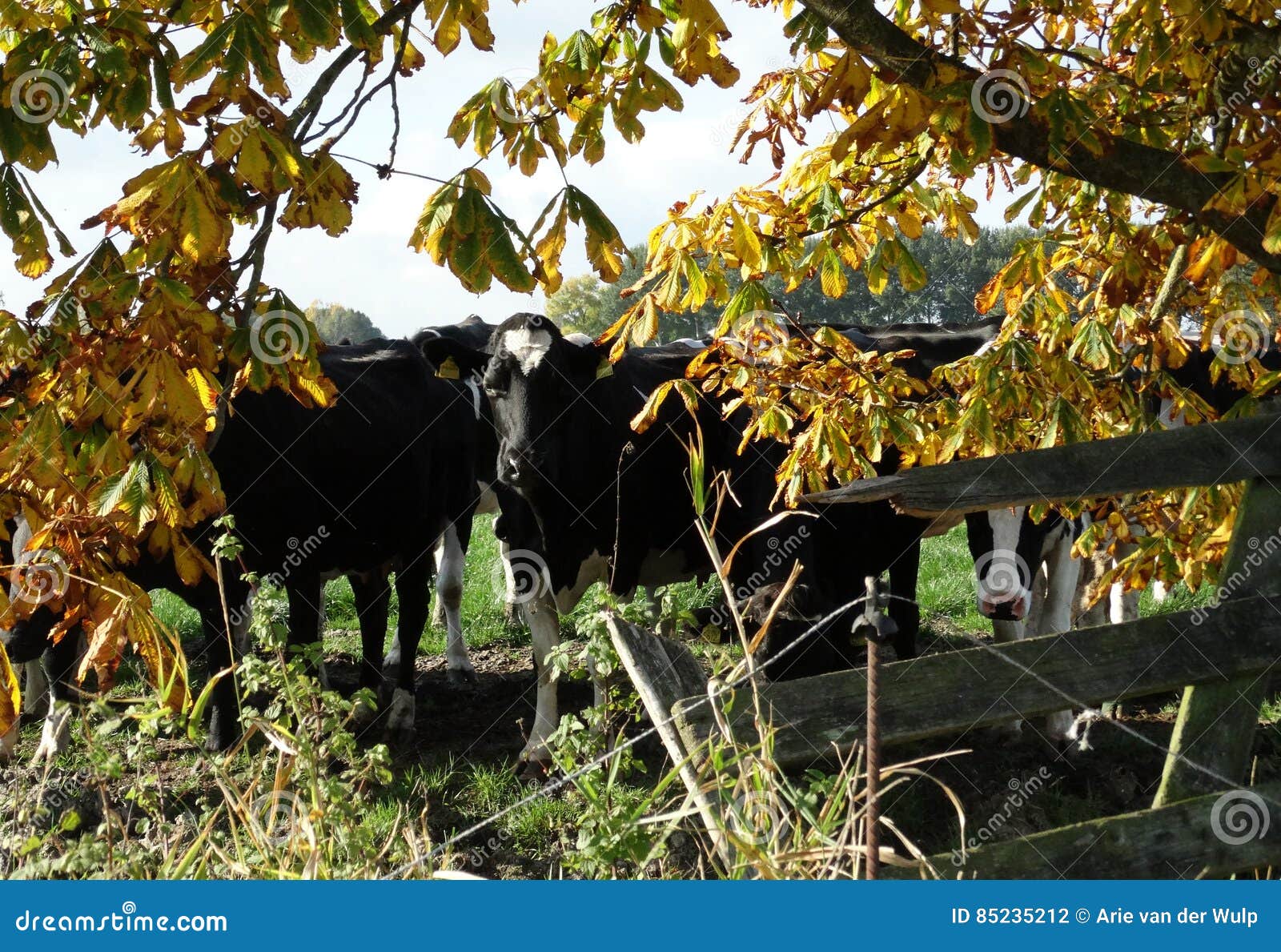 Cows Under Tree Stock Images - 199 Photos
