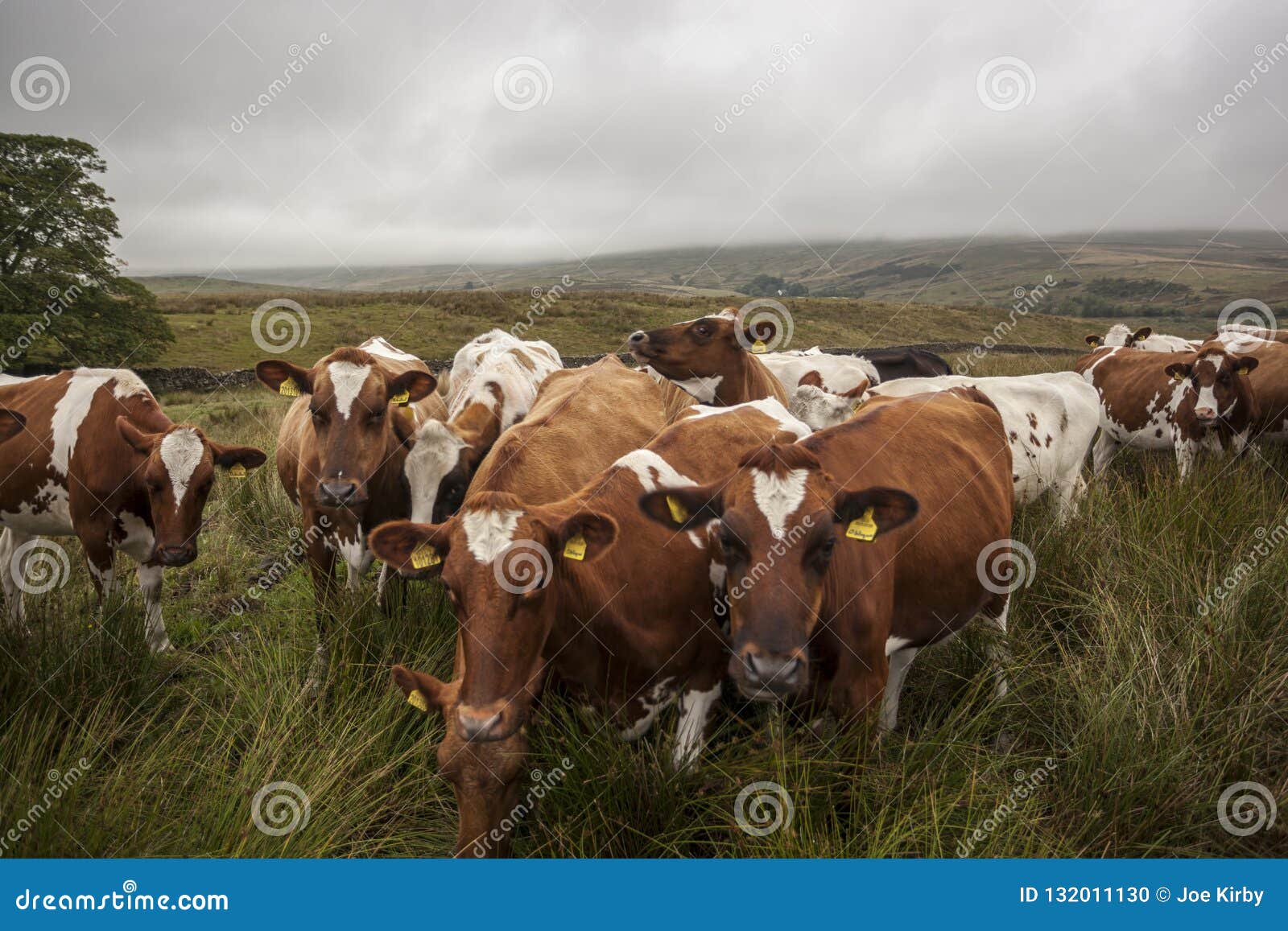 Curious cows in Yorkshire stock photo. Image of animals - 132011130