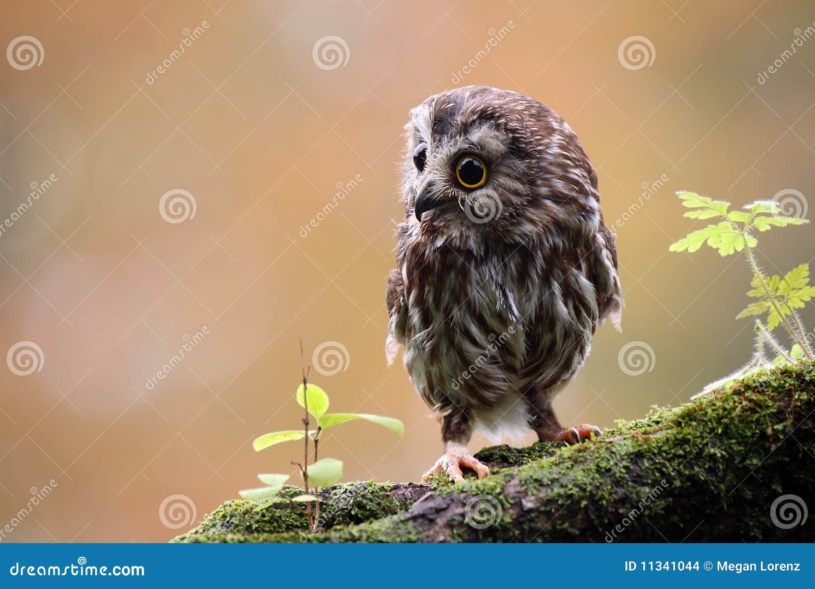 Curious Creature stock photo. Image of wildlife, watching - 11341044