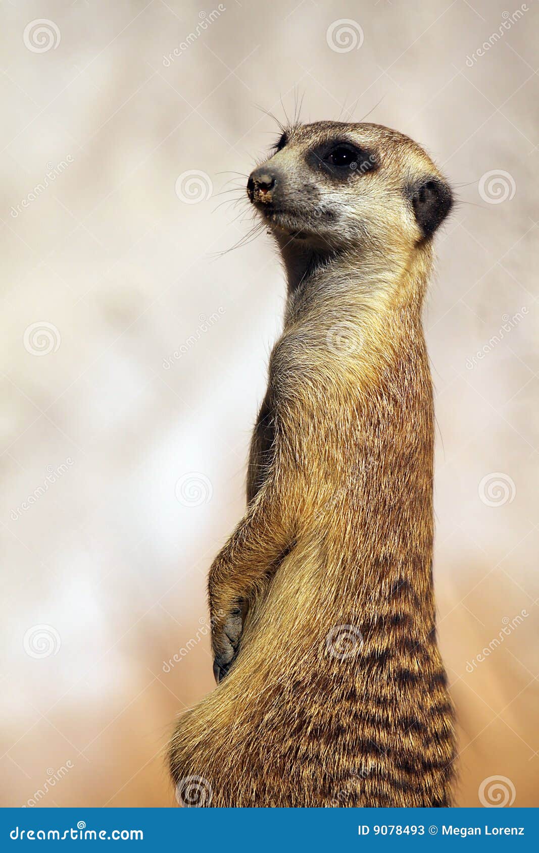 Curious Critter stock image. Image of wildlife, closeup - 9078493