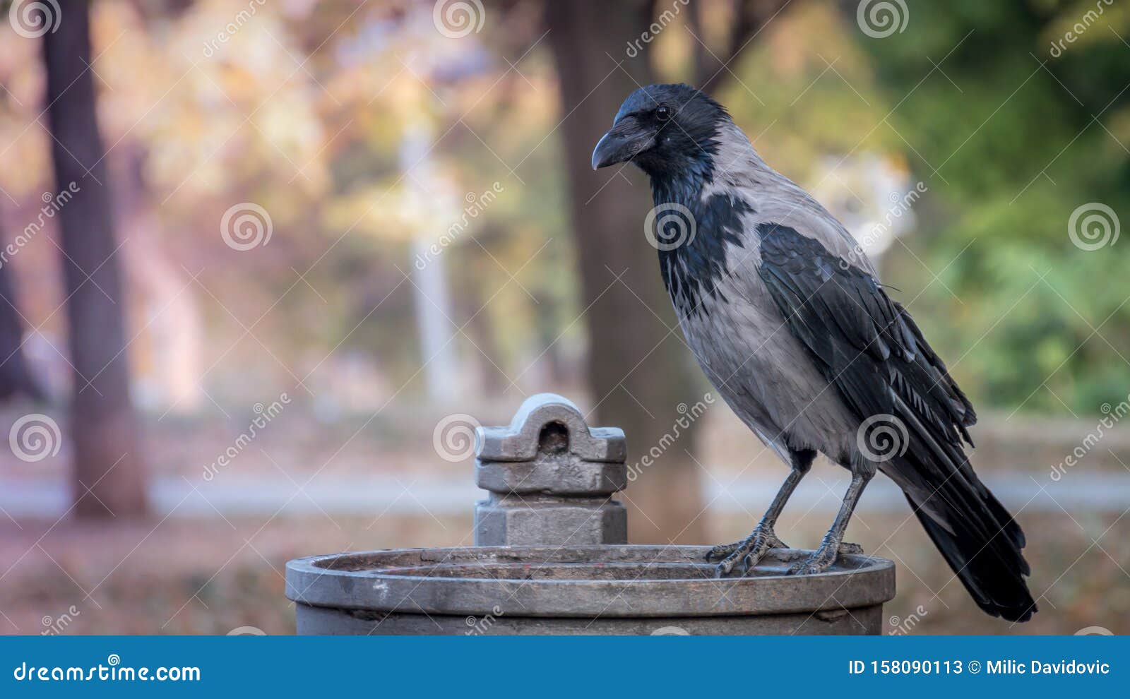 Curious Crow Looking for Gleaming Things Stock Image - Image of nature ...