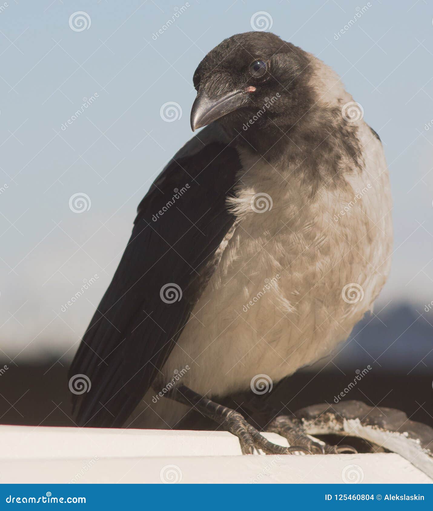 Curious crow stock photo. Image of lion, nature, sharp - 125460804