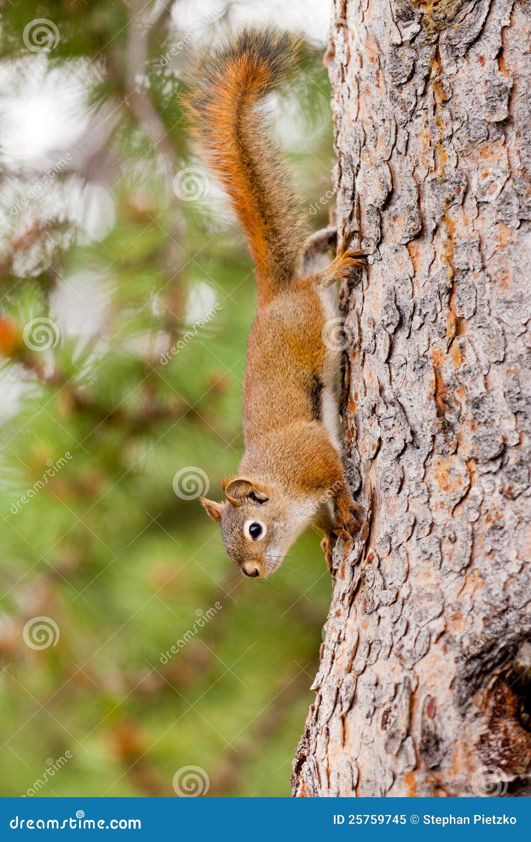 Curious Cute American Red Squirrel Climbing Tree Royalty Free Stock ...