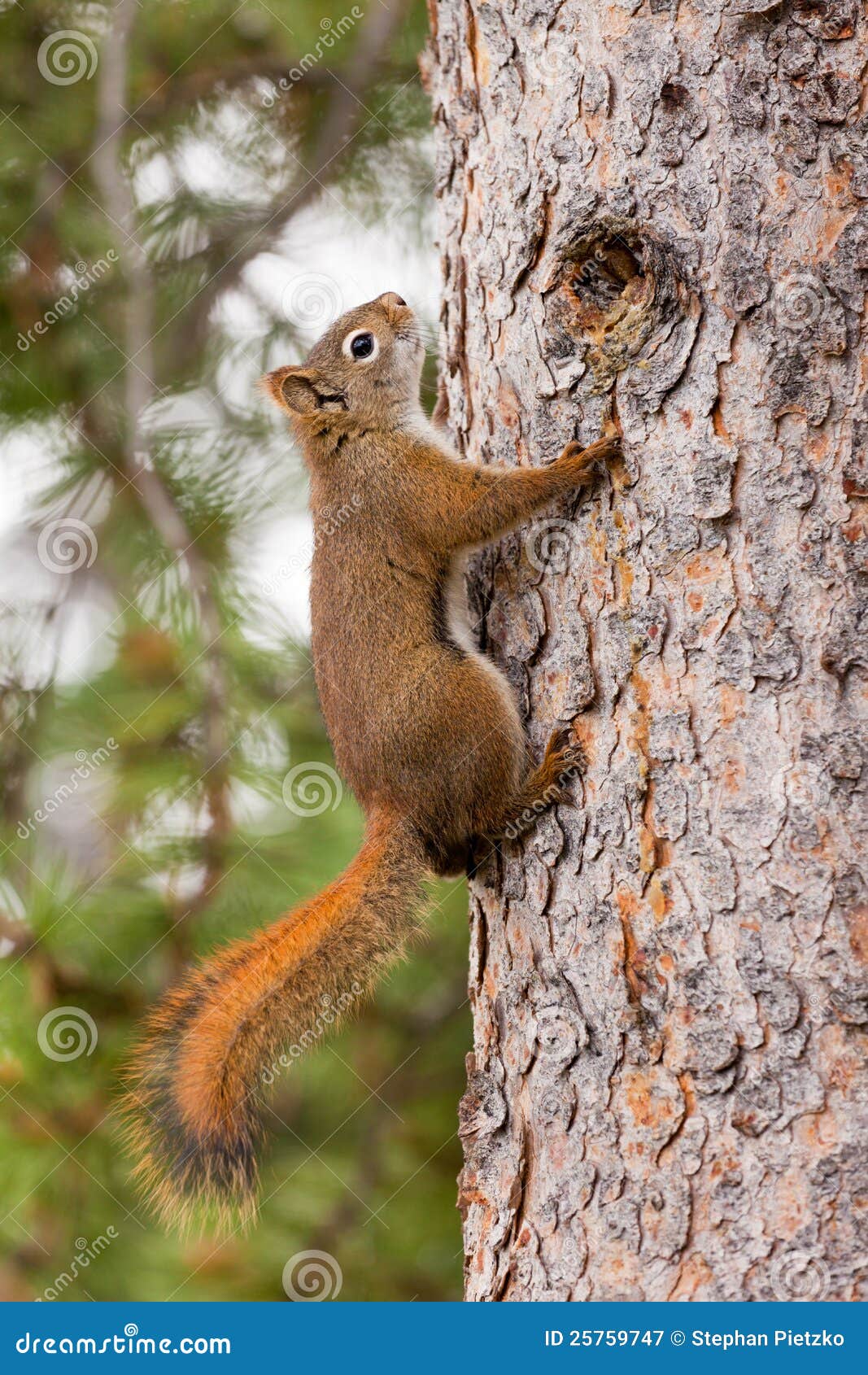 Curious Cute American Red Squirrel Climbing Tree Stock Image - Image of ...