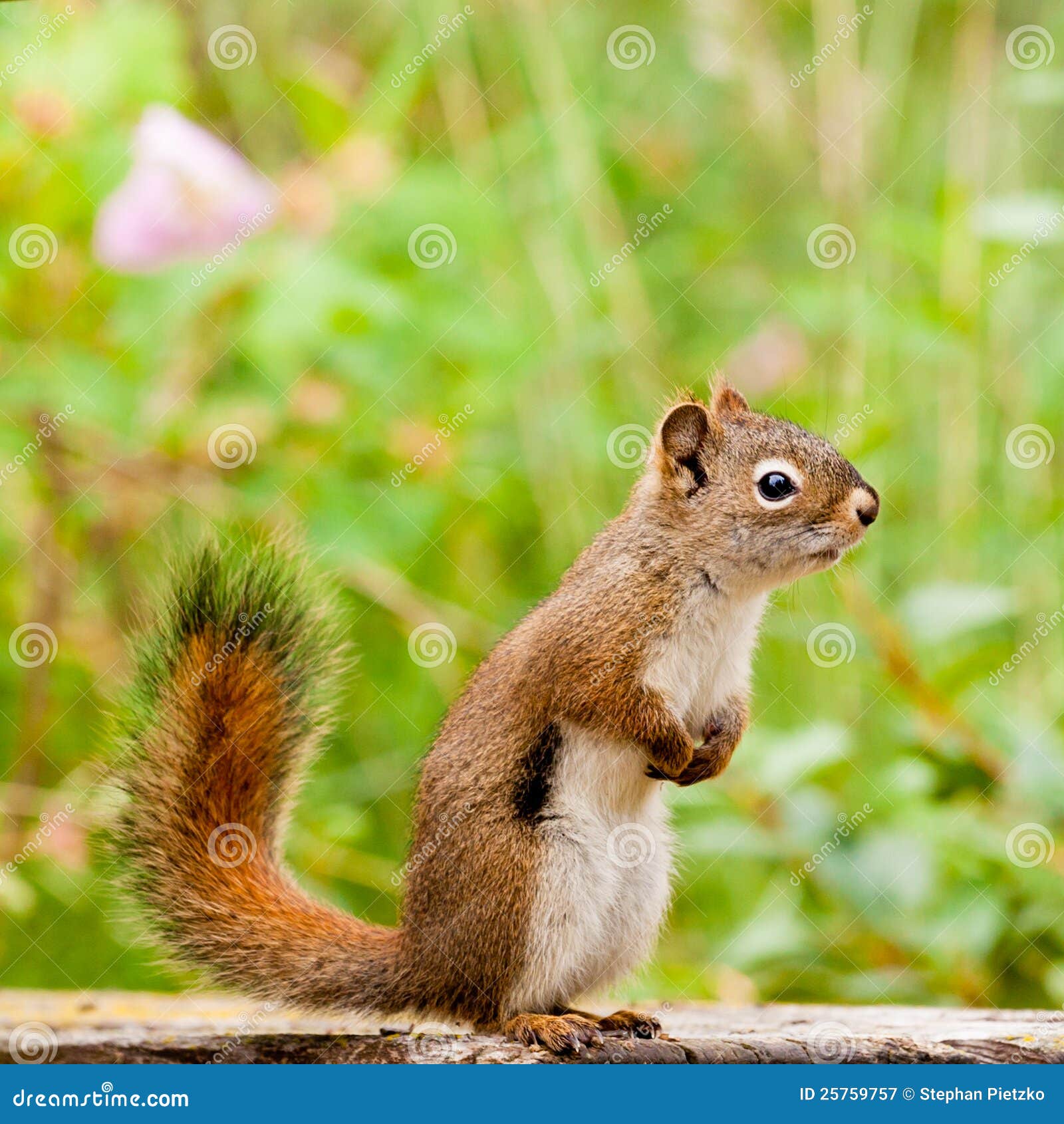 Cute Watchful Squirrel Standing Upright In Green Grass And Flowers ...