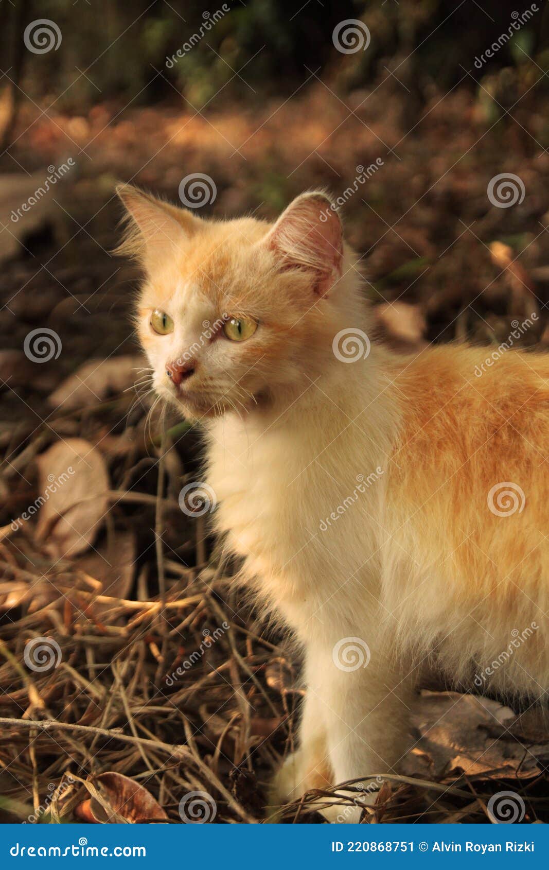 Curious cute cat stock image. Image of curious, wildlife - 220868751