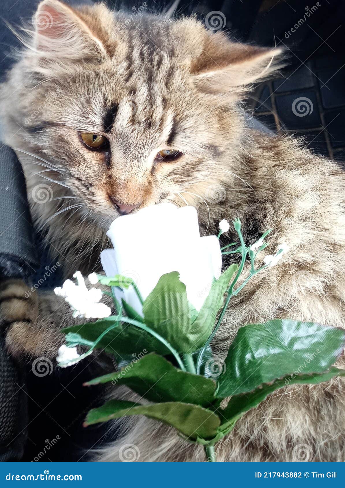 Curious Cute Cat and Carnation Stock Photo - Image of grass, carnivore ...
