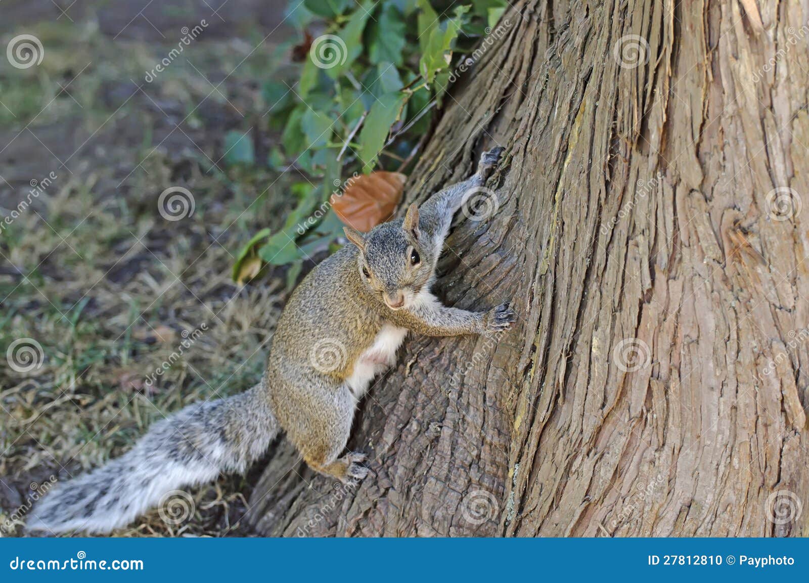 Curious cute grey squirrel stock photo. Image of leaf - 27812810