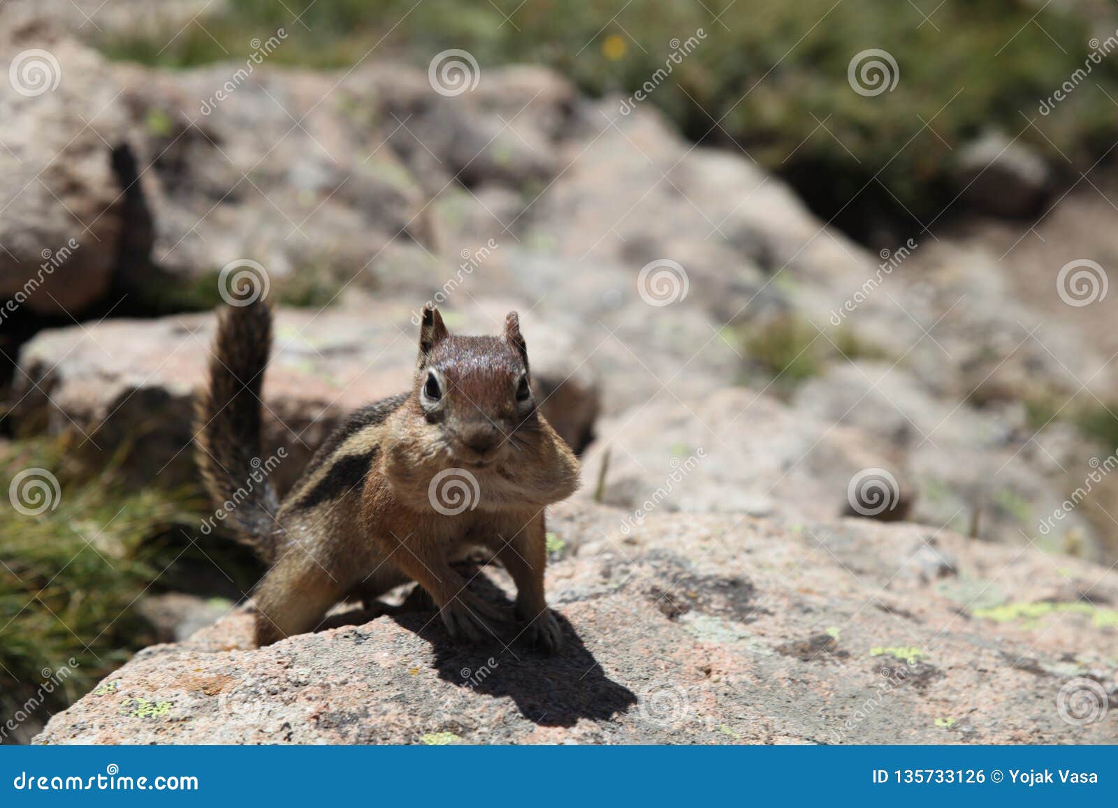 Curious Cute Squirrel with Stuffed Cheeks Stock Photo - Image of ...