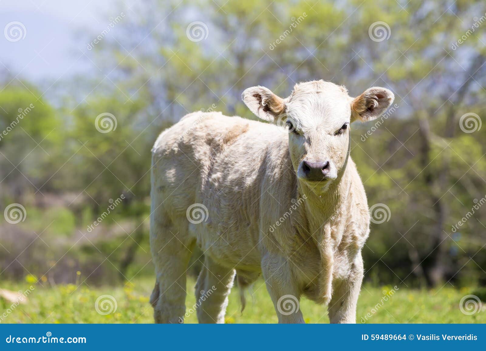 A Curious Dairy Cow Stands in Her Pasture/Dairy Cow/a Curious Da Stock ...