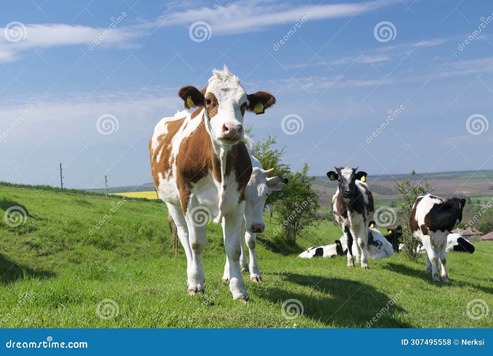 A Curious Dairy Cows Standing and Graze in Pasture Stock Photo - Image ...