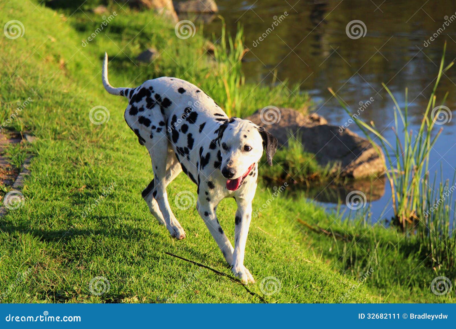 Curious Dalmation Explores the Waters Edge 2 Stock Image - Image of ...