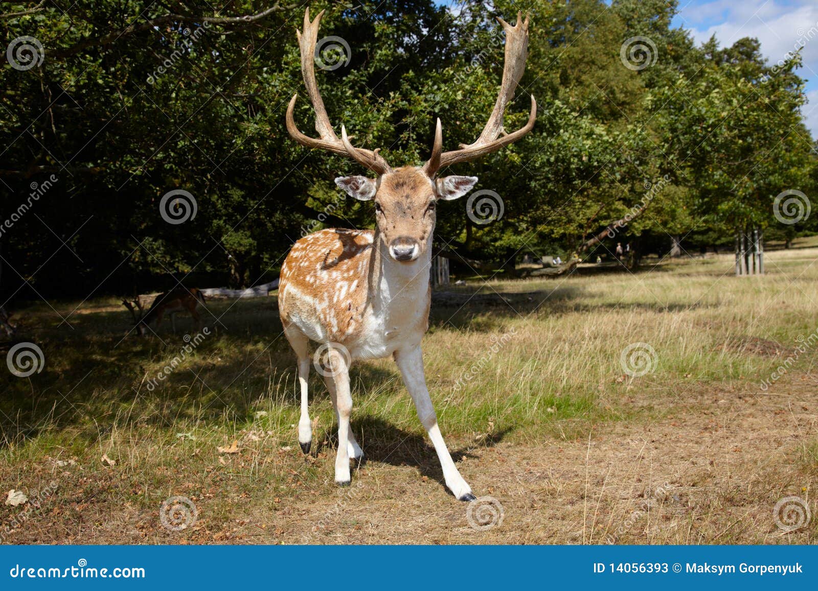 Curious deer stock image. Image of majestic, japanese - 14056393