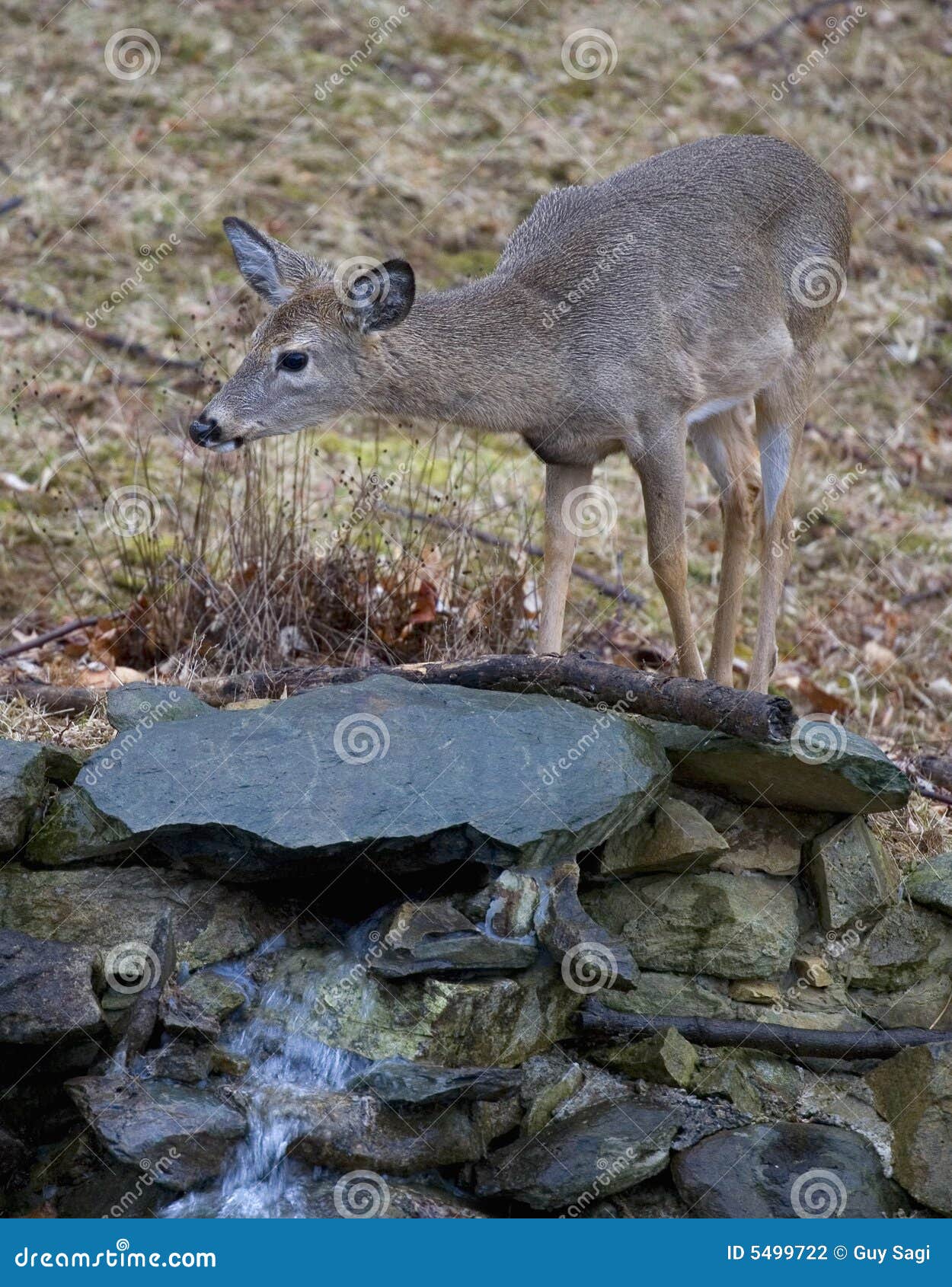 Curious deer stock photo. Image of hunting, waterfall - 5499722