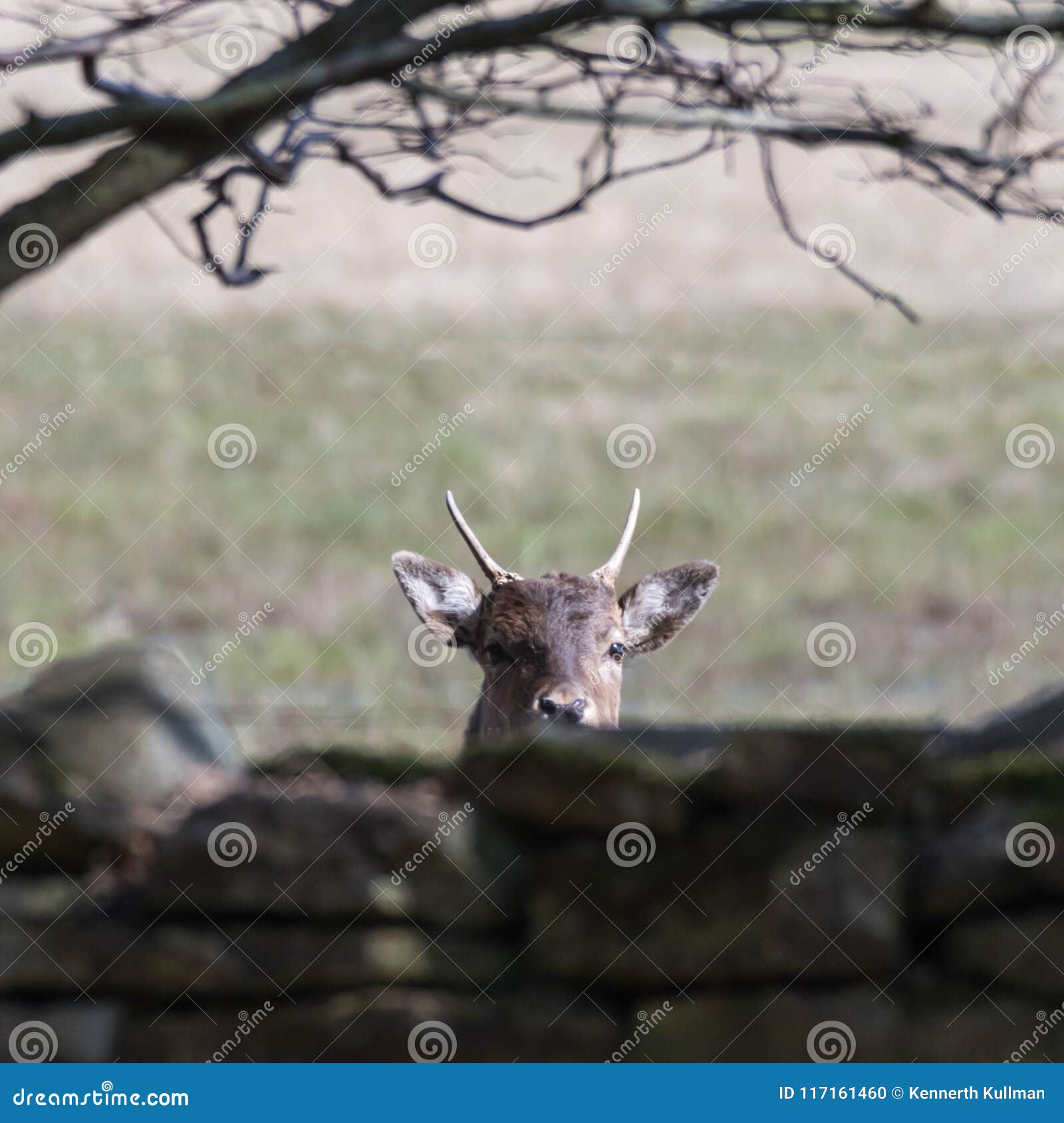 Curious Deer Stock Photo | CartoonDealer.com #110128008