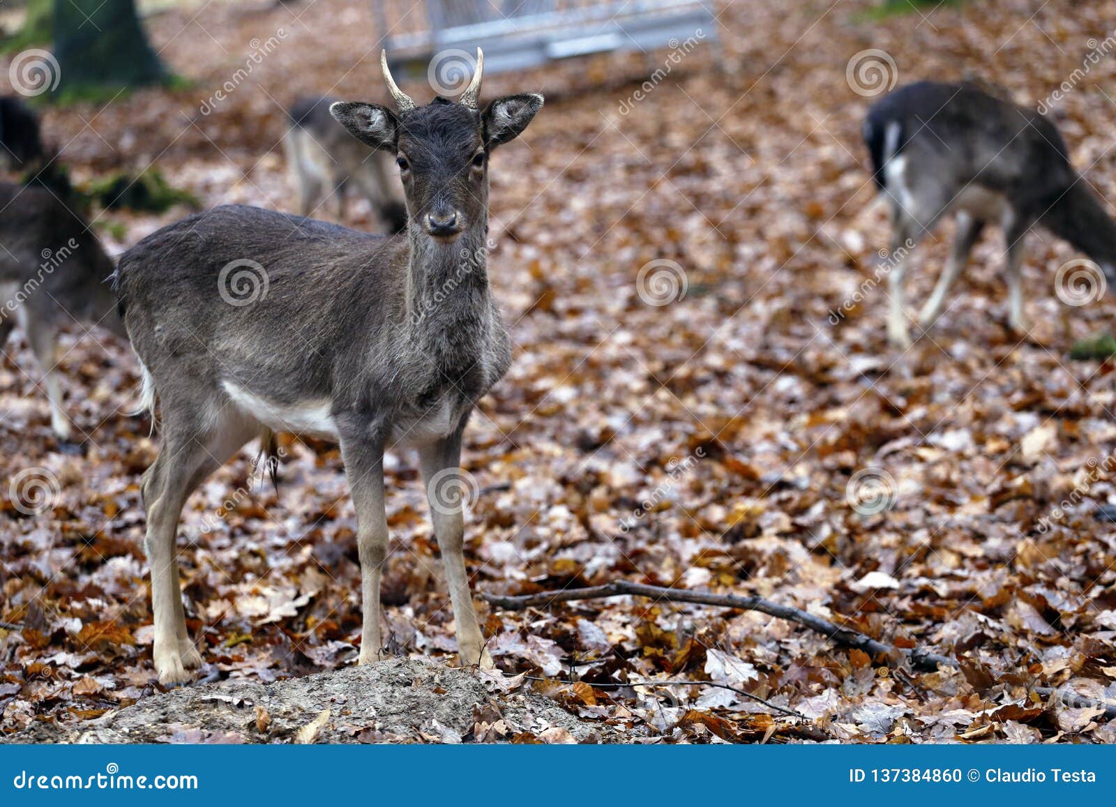 Curious Deer In Southern California Backyard. Royalty-Free Stock Image ...