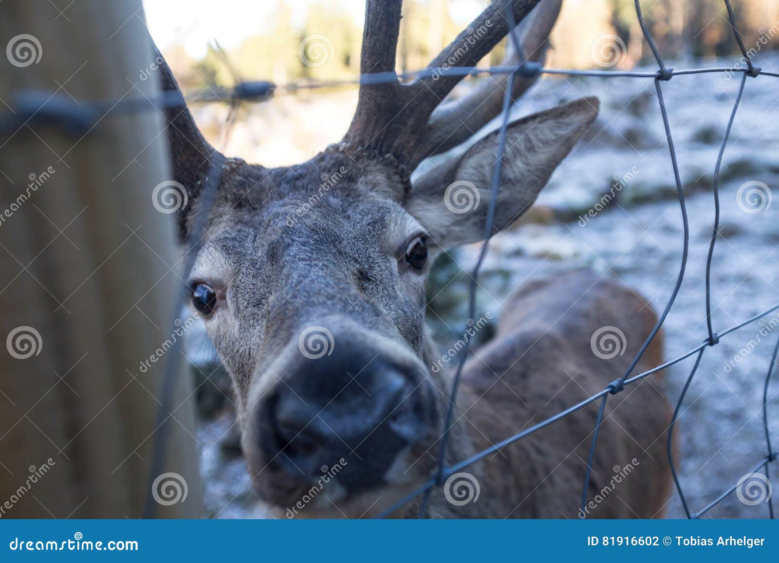 Curious Deer In Southern California Backyard. Royalty-Free Stock Image ...