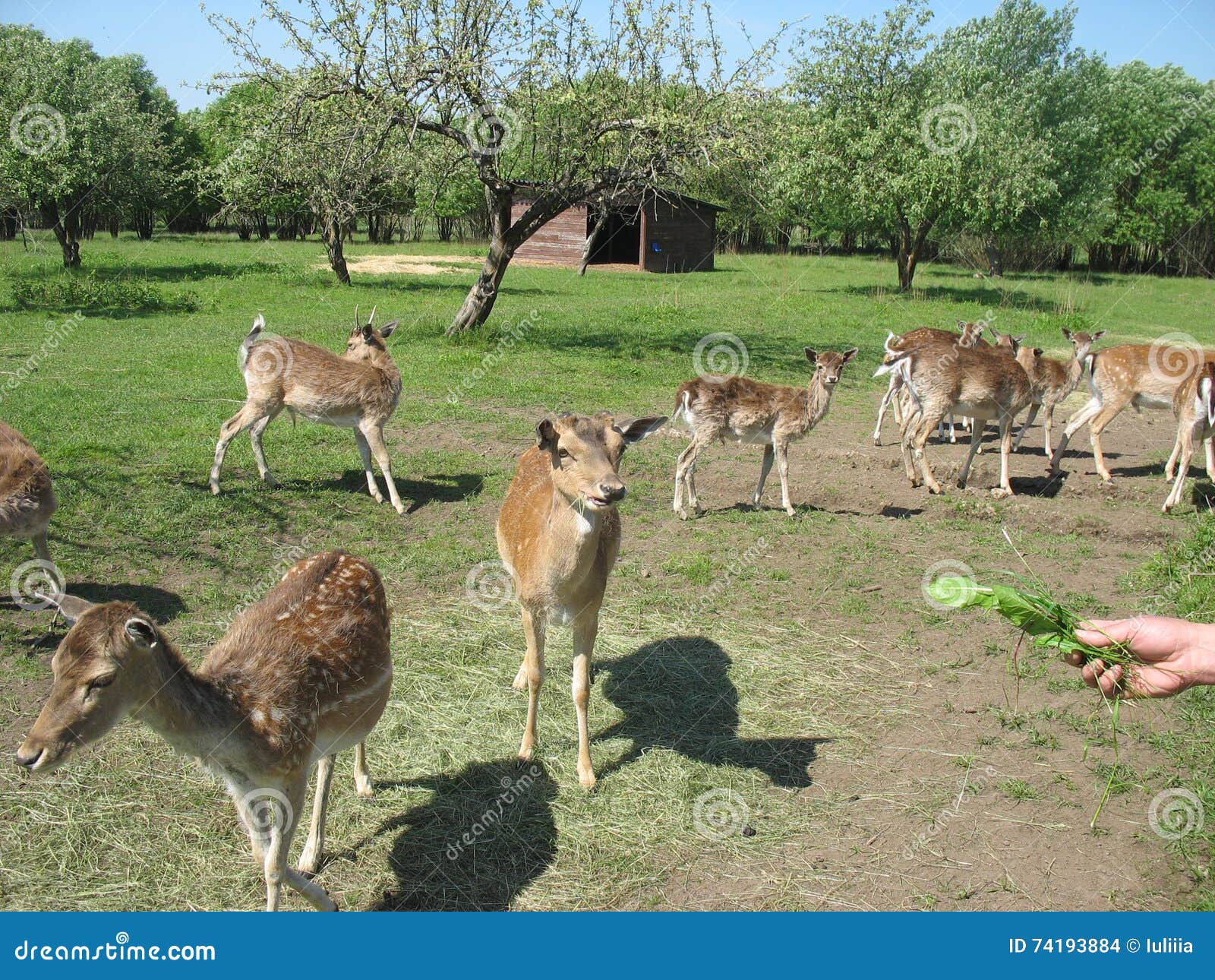 Curious deer stock photo. Image of spring, frolic, baby - 74193884