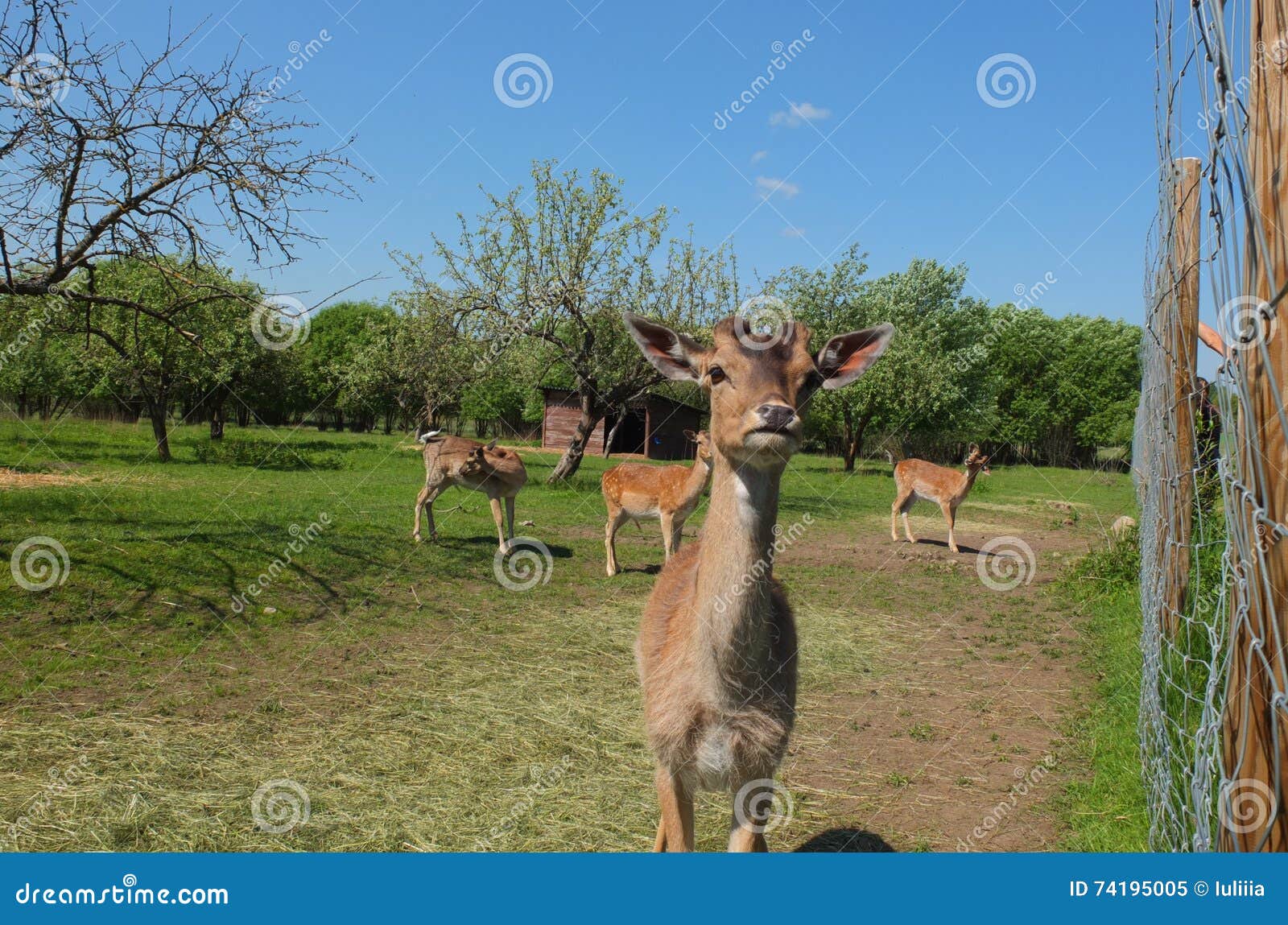 Curious deer stock image. Image of children, milk, family - 74195005