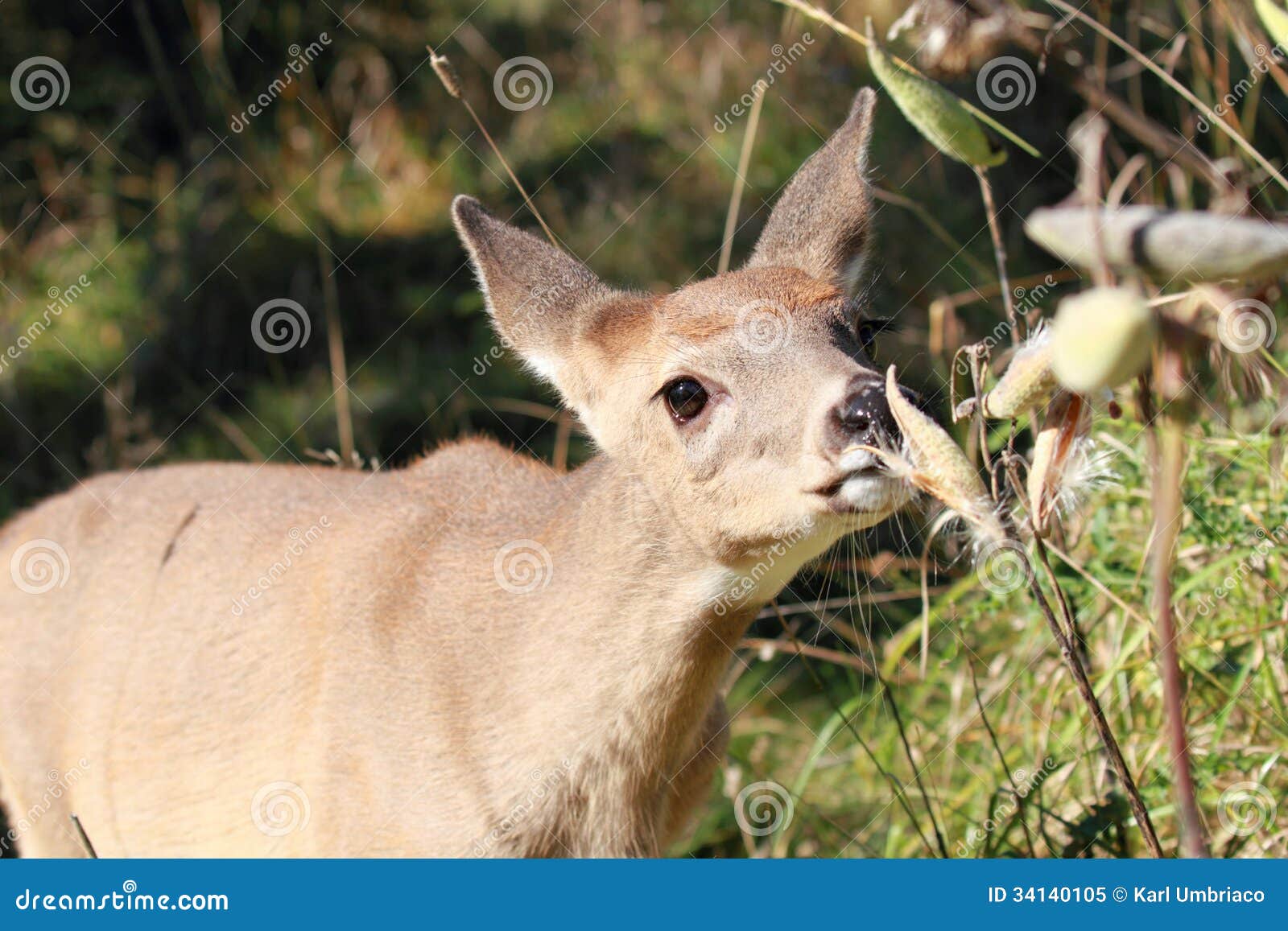 Curious deer stock image. Image of wildlife, grass, mammal - 34140105
