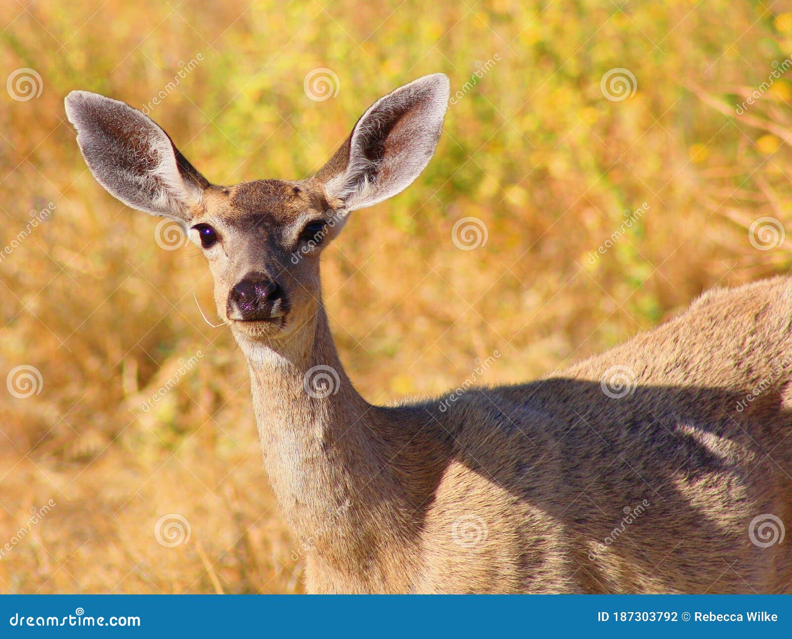 Curious Deer Grazing Meadows Stock Photo - Image of grazing, deer ...