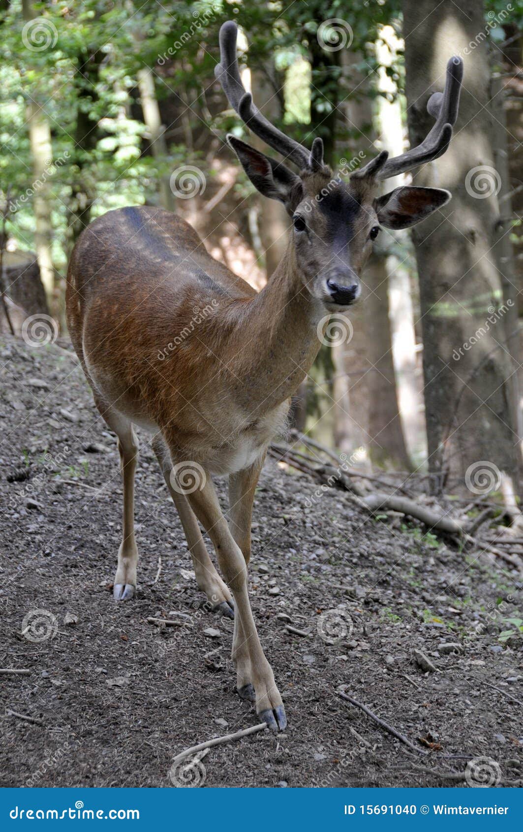 Curious Deer, Inspecting the Photographer Stock Photo - Image of life ...