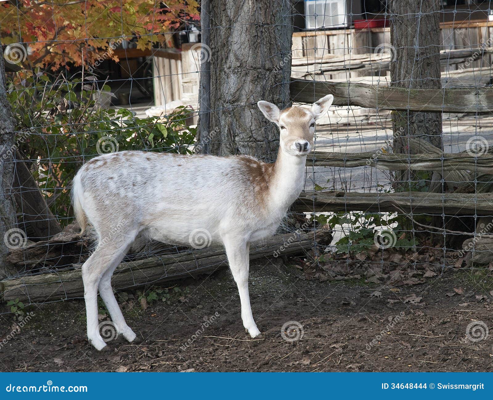 Curious deer in the park stock photo. Image of alone - 34648444