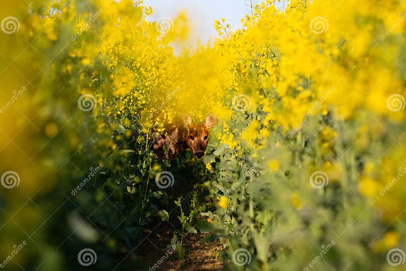 Curious Deer in Rapeseed (Capreolus Capreolus Stock Photo - Image of ...
