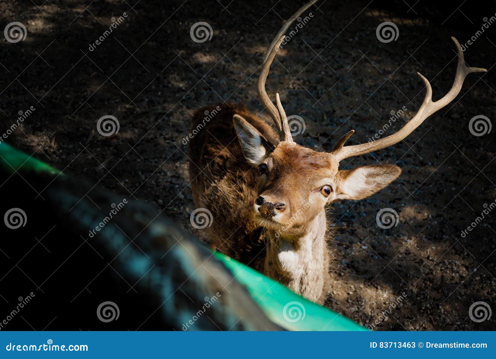 Curious deer stock image. Image of forest, season, head - 83713463