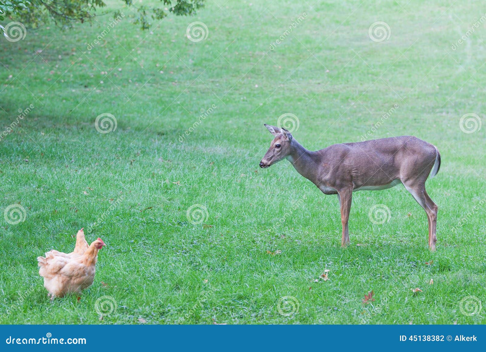 Curious Deer Watches Chickens Stock Photo - Image of nature, pest: 45138382
